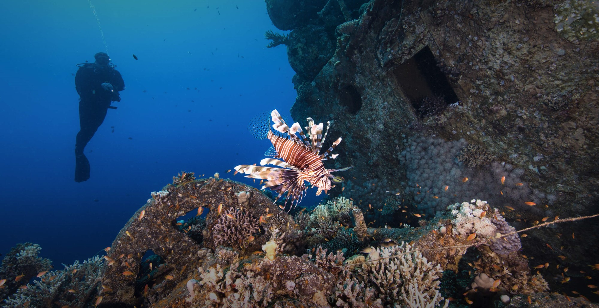 MEED | Neom selects coral nursery project manager